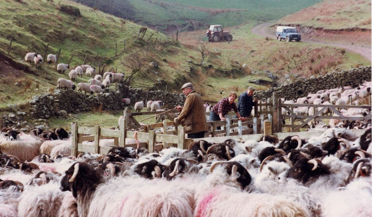 Project launches to bring sheep scab under control in North West ...